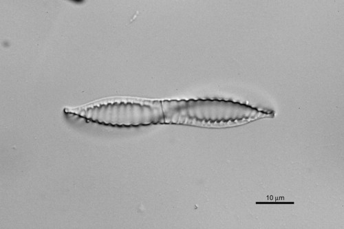 Image gallery » Manaaki Whenua