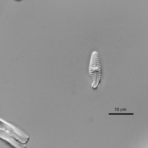 Planothidium victori » Manaaki Whenua