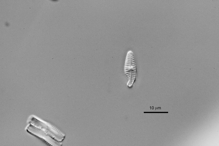 Planothidium victori » Manaaki Whenua