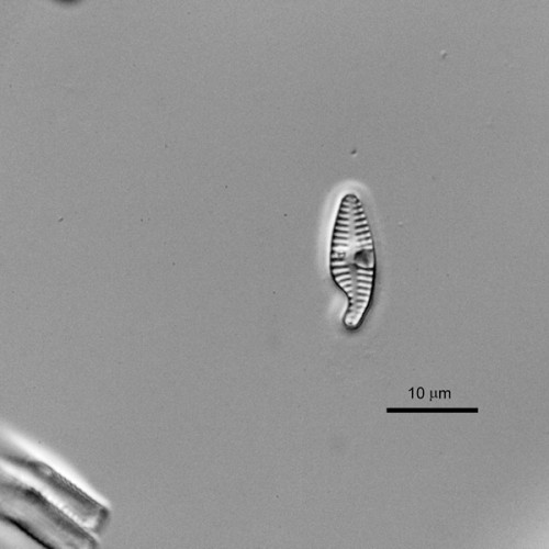 Planothidium victori » Manaaki Whenua