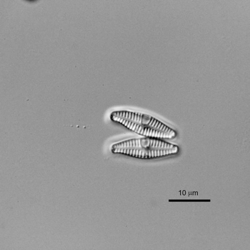 Planothidium victori » Manaaki Whenua