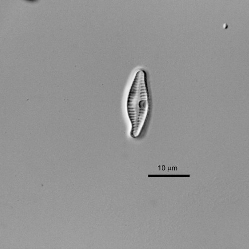 Planothidium victori » Manaaki Whenua