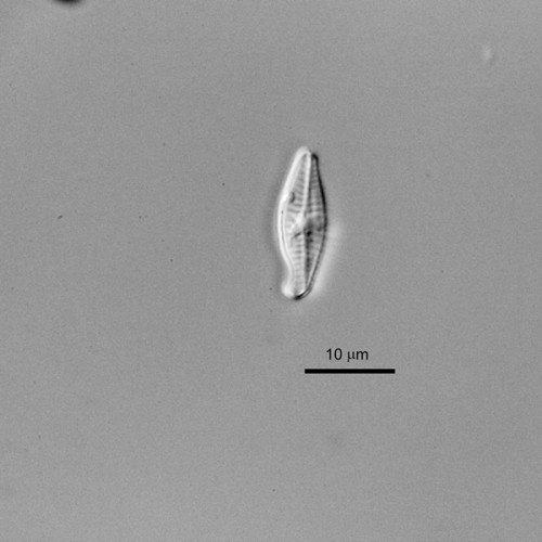 Planothidium victori » Manaaki Whenua