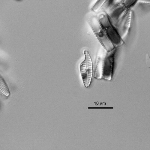 Planothidium victori » Manaaki Whenua