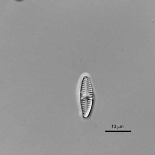 Planothidium victori » Manaaki Whenua