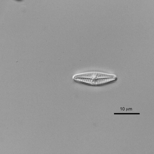 Planothidium victori » Manaaki Whenua