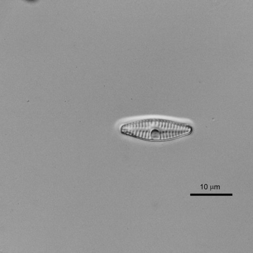 Planothidium victori » Manaaki Whenua