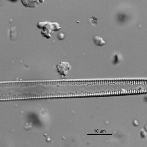 Tabularia variostriata » Manaaki Whenua