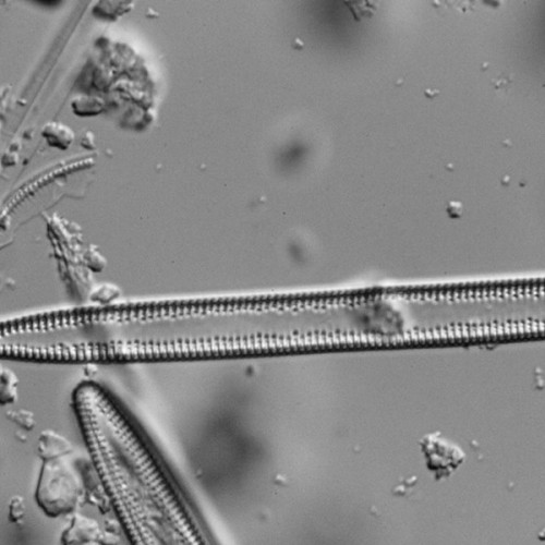 Tabularia variostriata » Manaaki Whenua