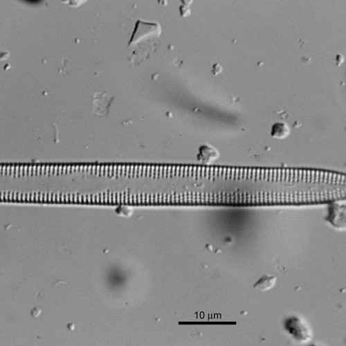 Tabularia variostriata » Manaaki Whenua