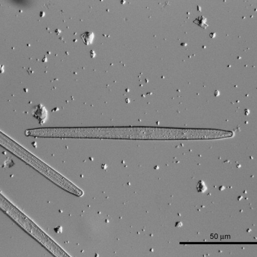 Tabularia variostriata » Manaaki Whenua