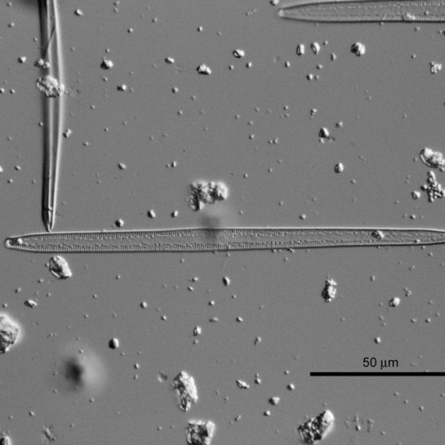 Tabularia variostriata » Manaaki Whenua