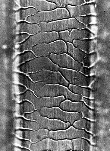 Brushtail possum (study skin) » Manaaki Whenua