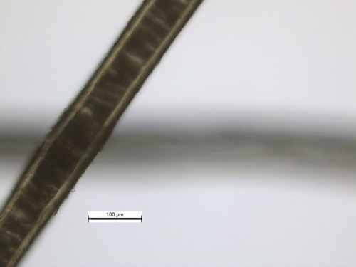 Kahu kurī (hairs) » Manaaki Whenua