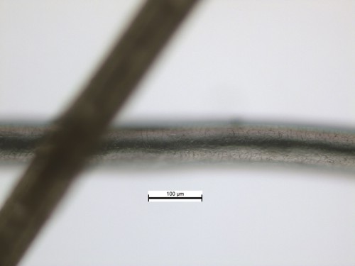 Kahu kurī (hairs) » Manaaki Whenua