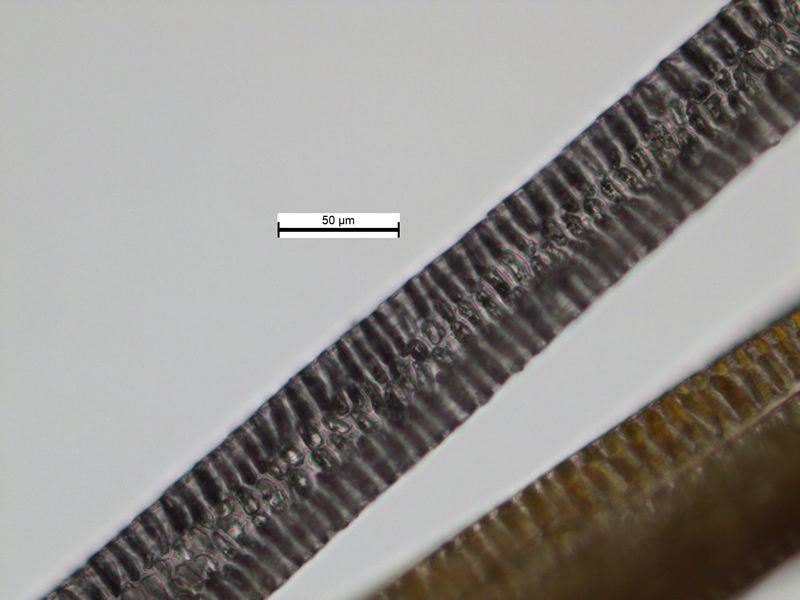 Straight Hair Under Microscope