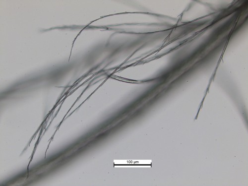 Taiaha (kurī hairs) » Manaaki Whenua