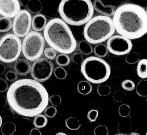 Cat (study skin) » Manaaki Whenua