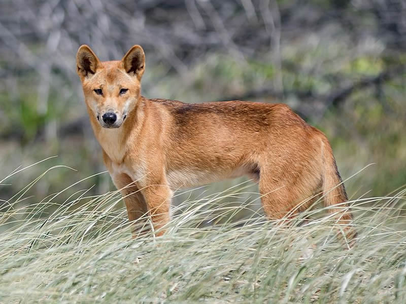 Dingo Hund De Dingo Canis Lupus Dingo Of Canis Dingo Is Een Soort