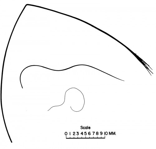 Hair features » Manaaki Whenua