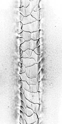Sheep (study skin) » Manaaki Whenua