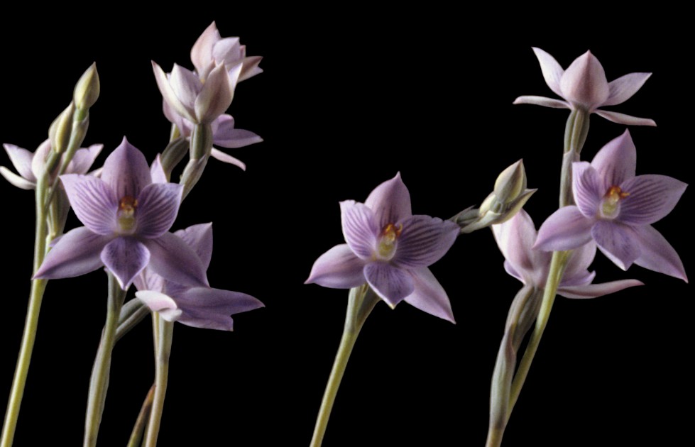 Key to native orchids » Manaaki Whenua