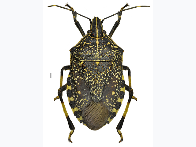 Yellow spotted stink bug (YSSB) » Manaaki Whenua
