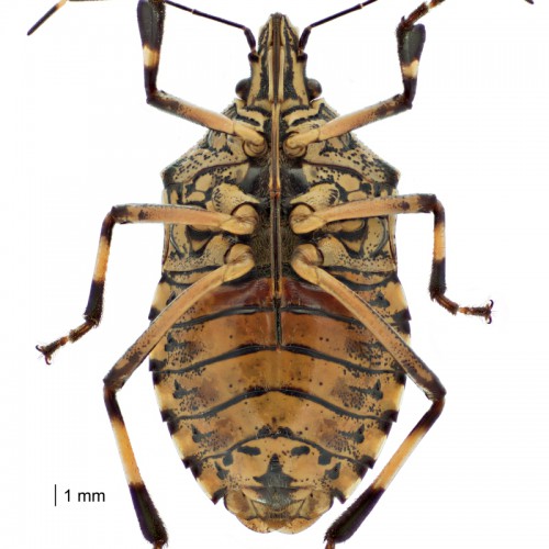 Yellow spotted stink bug (YSSB) » Manaaki Whenua