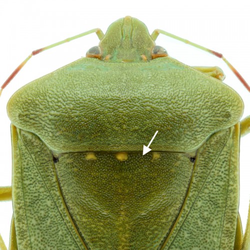 Green vegetable bug » Manaaki Whenua