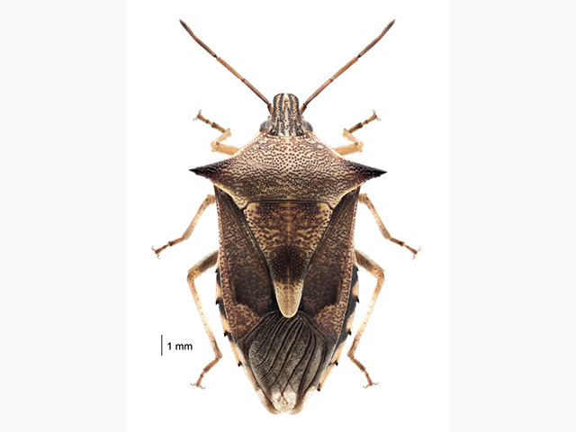 Schellenberg’s soldier bug » Manaaki Whenua