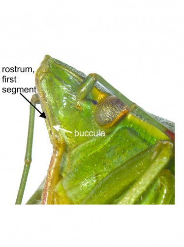 Standard key » Manaaki Whenua