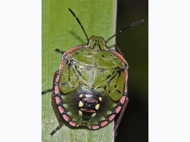 Pictorial key to nymphs » Manaaki Whenua