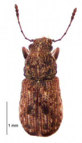 Anthribidae » Manaaki Whenua