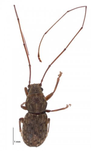 Anthribidae » Manaaki Whenua