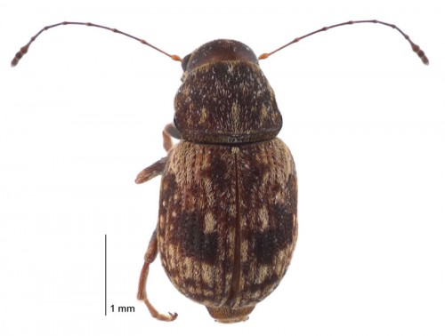 Anthribidae » Manaaki Whenua