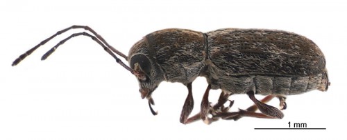 Anthribidae » Manaaki Whenua