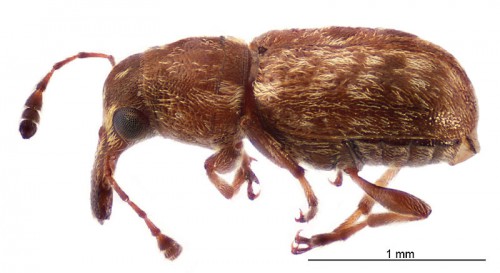 Anthribidae » Manaaki Whenua