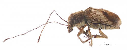 Anthribidae » Manaaki Whenua