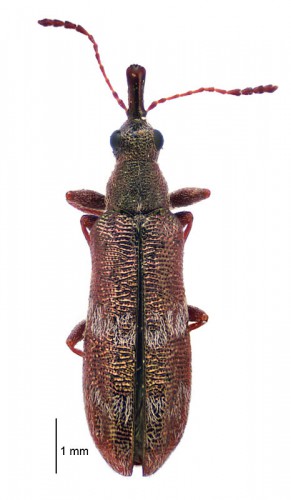 Belidae » Manaaki Whenua