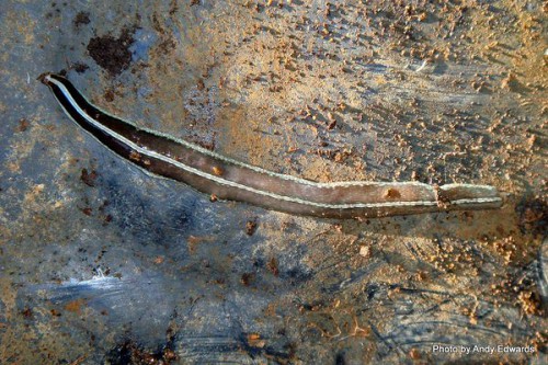 Flatworms » Manaaki Whenua