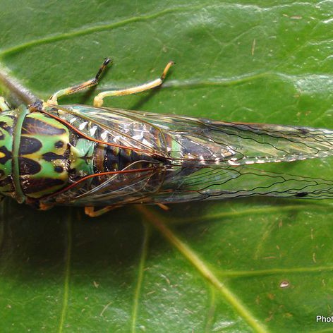 All about insects » Manaaki Whenua
