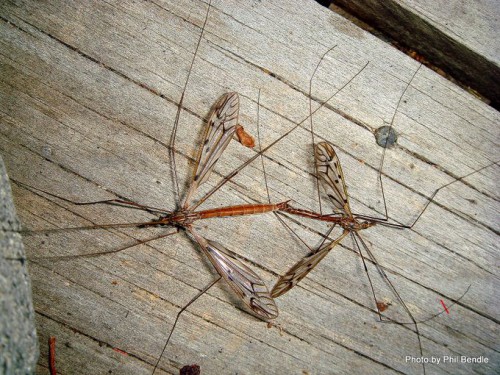 Crane fly » Manaaki Whenua