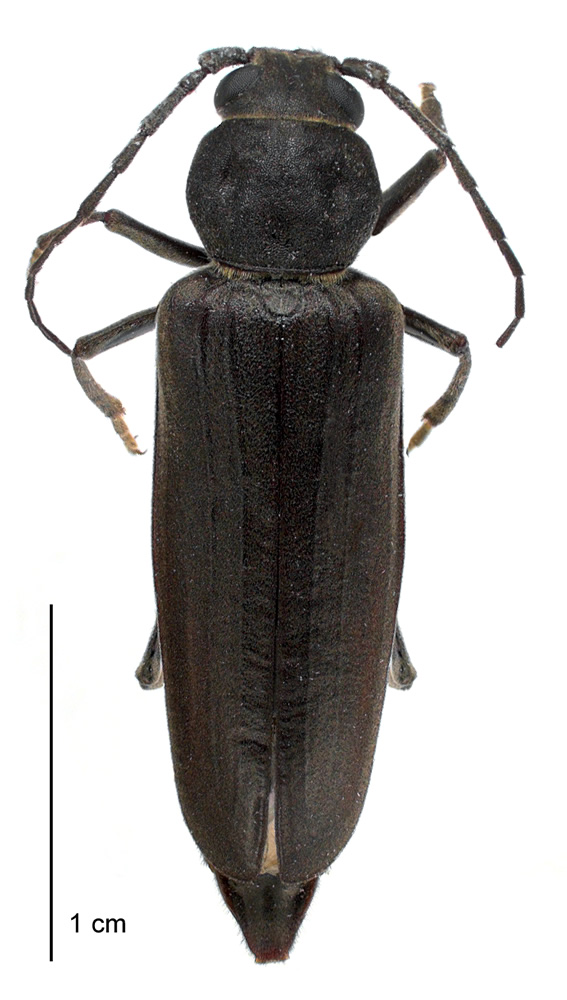 Longhorn Pine Beetle