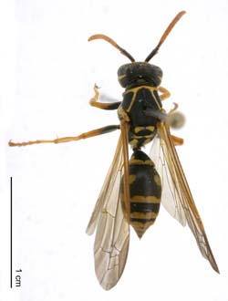 Asian paper wasp » Manaaki Whenua