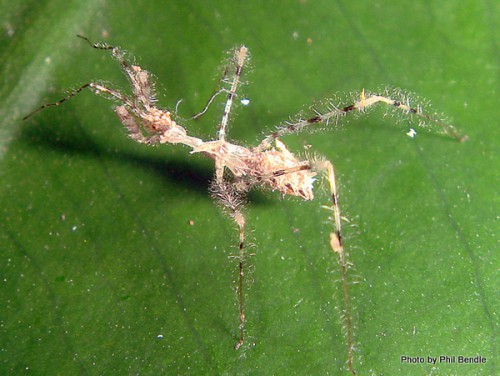 Assassin bug » Manaaki Whenua