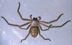 Avondale spider » Manaaki Whenua