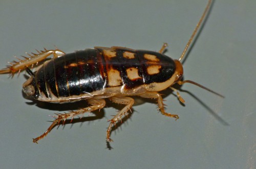 Native bush cockroach » Manaaki Whenua