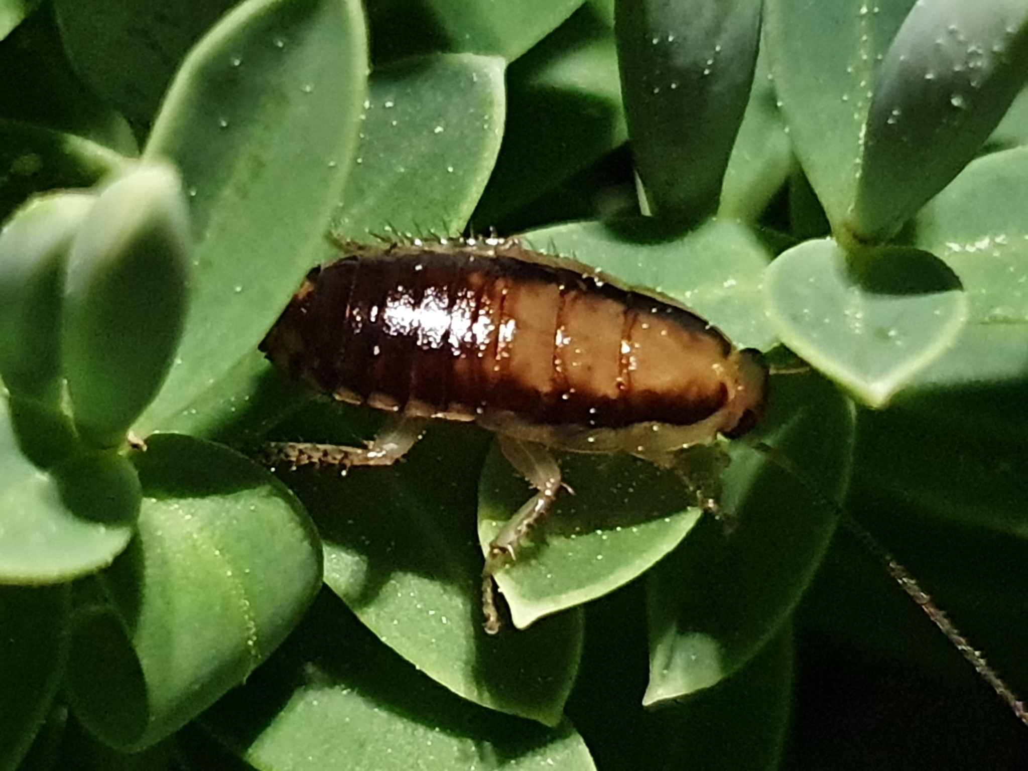 Cockroach Pictures Identification