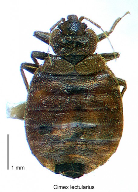 Bed bug » Manaaki Whenua