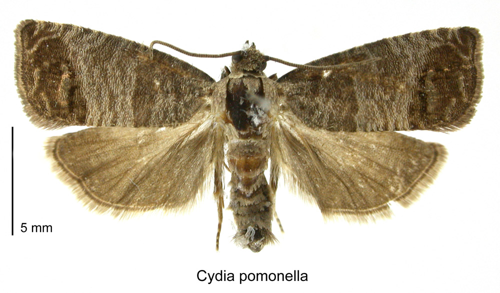 Codling moth » Manaaki Whenua
